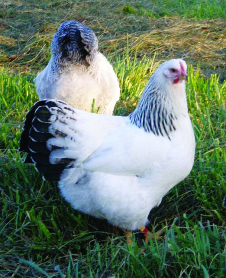 Breed Profile: Delaware Chicken - Backyard Poultry